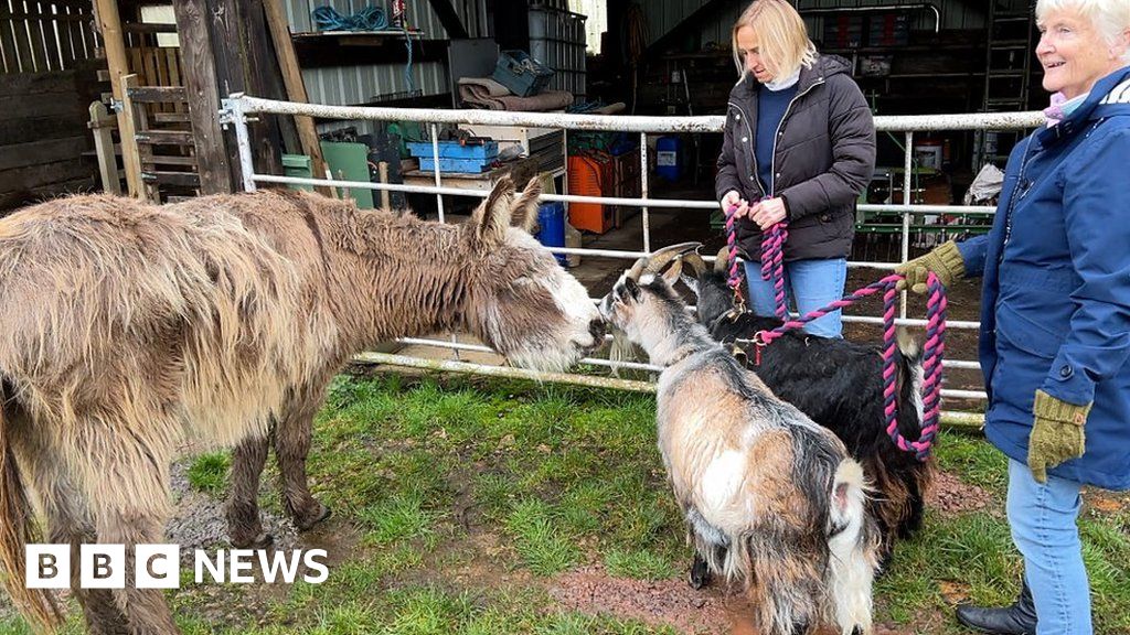 Watch: Lonely donkey meets new goat friends