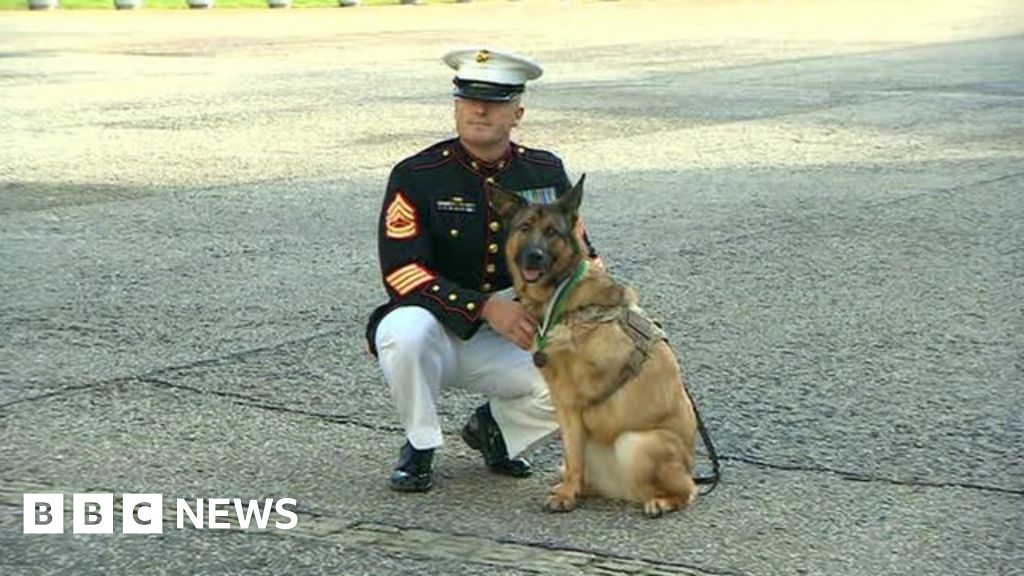 War-wounded dog given military honour - BBC News