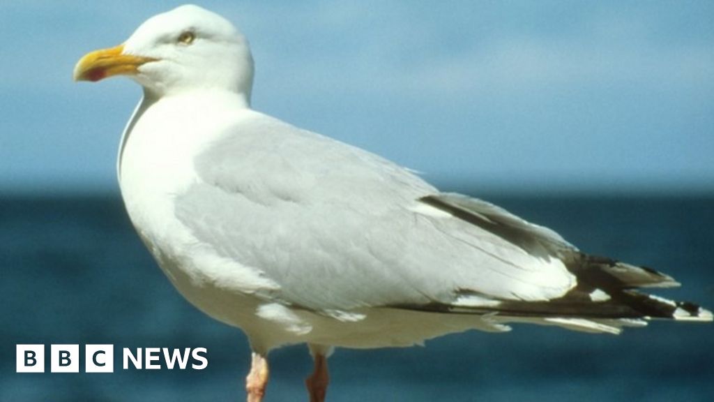Whitby Wildlife Sanctuary: Award for bird rescue worker - BBC News