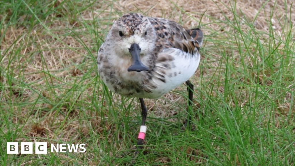 Spoon-billed sandpiper helped by Wallasea Island and China - BBC News