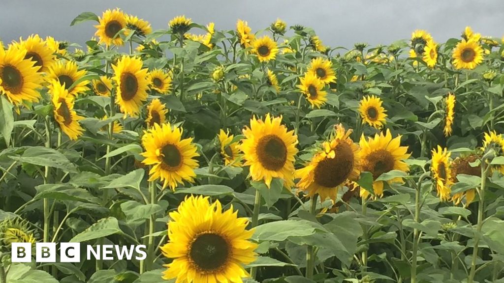Sunflowers sown for cancer patients