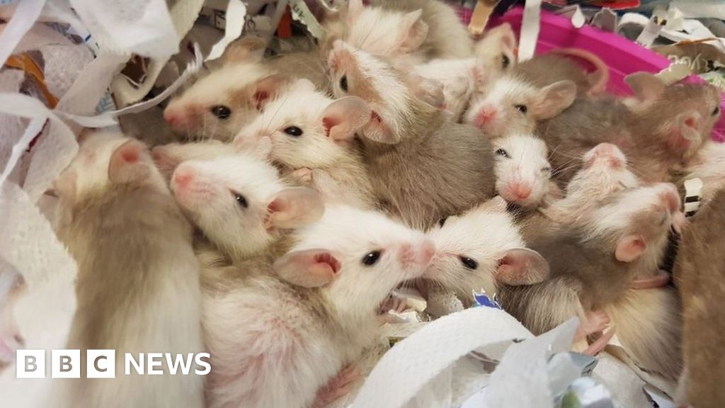 More than 130 mice rescued from Atherstone house - BBC News