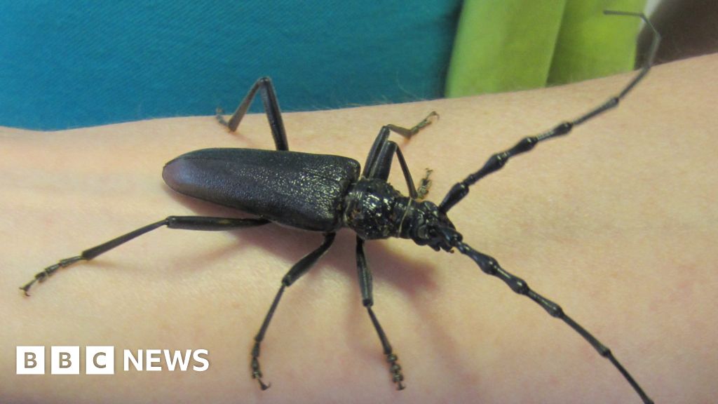Sussex-bound timber shipment reveals huge rare beetle - BBC News