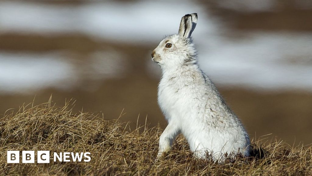 'Evidence not ideology' should determine mountain hare law - BBC News