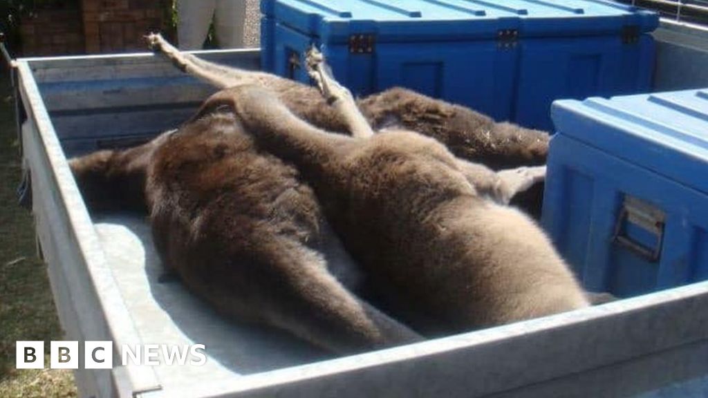 Kangaroo killings: Australian charged with driving car into 20 animals ...