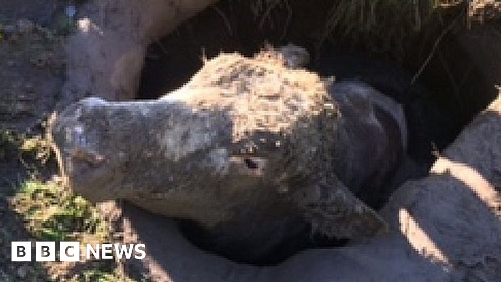 Stuck cow rescued from Norwood Green farm sinkhole - BBC News