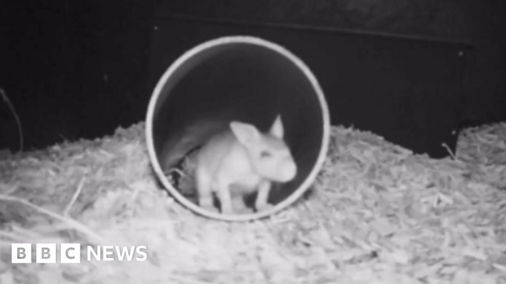 Chester Zoo releases footage of rare giant jumping rat - BBC News