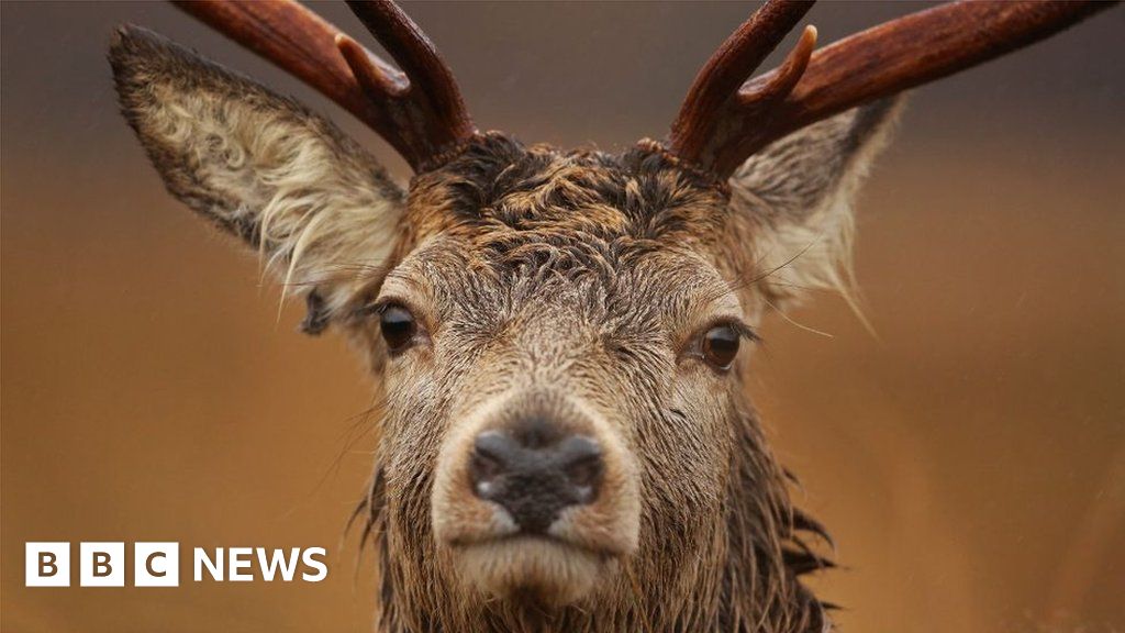 Welshpool: Deer carcass found after police's don't eat plea - BBC News