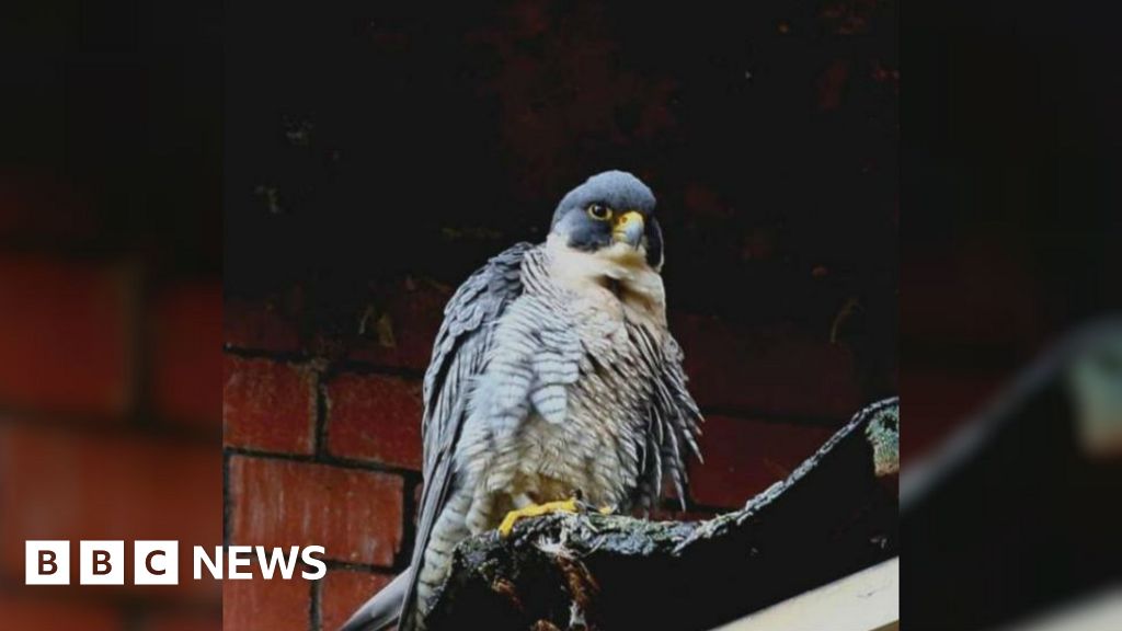 Protected peregrine falcon dies after being shot in Belper - BBC News