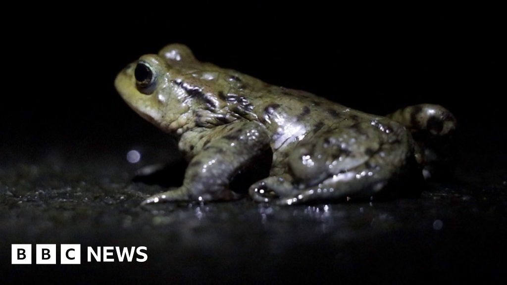 'Toad girl' recruits volunteers for Haltwhistle road patrols