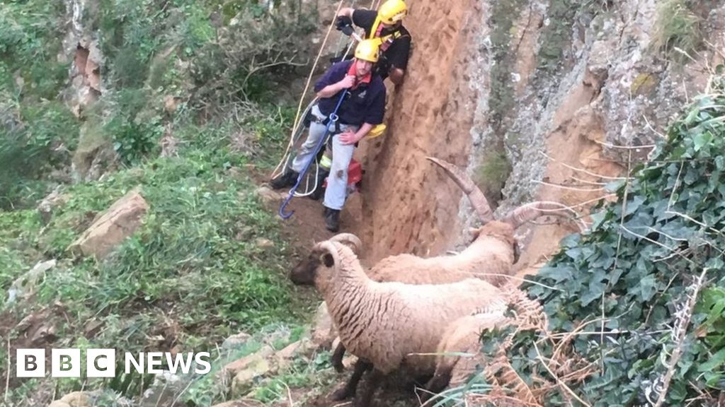 Six sheep stuck on cliff ledge after 'chase by dogs' - BBC News
