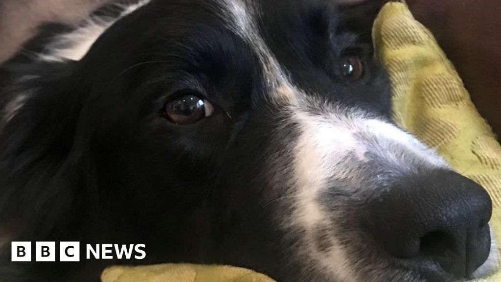 Vets save kebab stick-eating dog on diet - BBC News