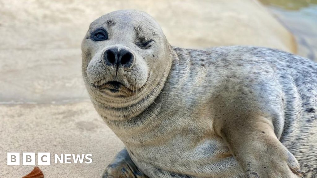 Sanctuary pay tribute to mischievous seal - BBC News