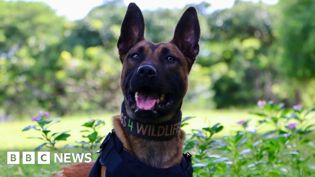 Poaching: Welsh-trained dog saves rhino in South Africa