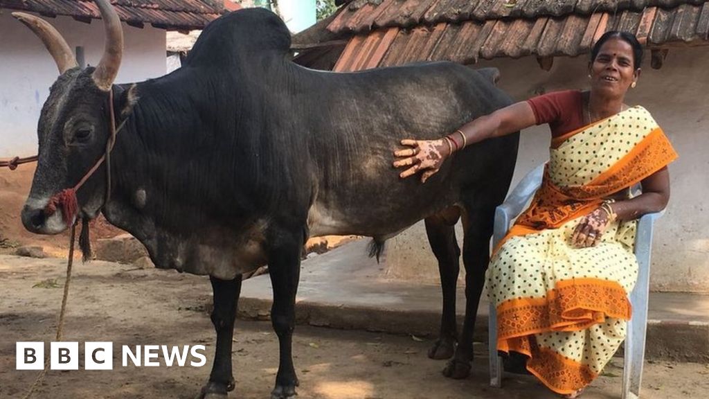 The Indian woman who chose a bull over marriage - BBC News