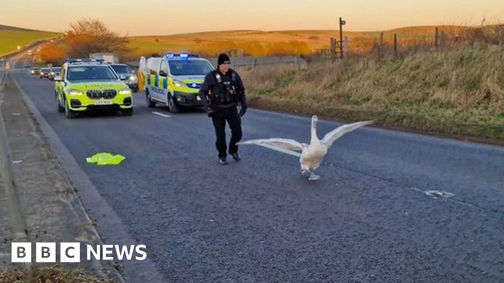 Hot Fuzz-style chase as Wiltshire Police rescue cygnet
