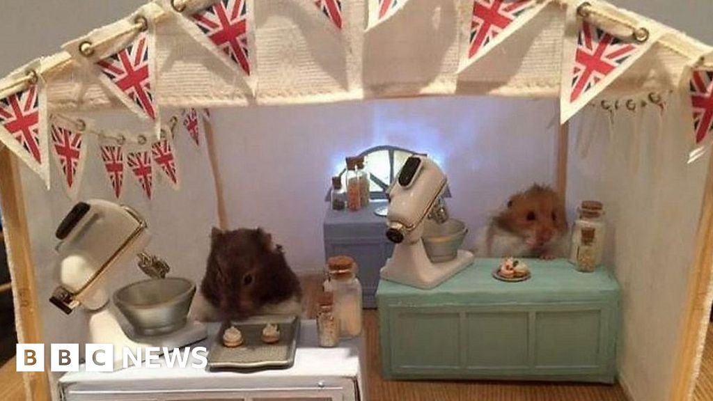 Great British Bake Off set recreated for hamsters - BBC News
