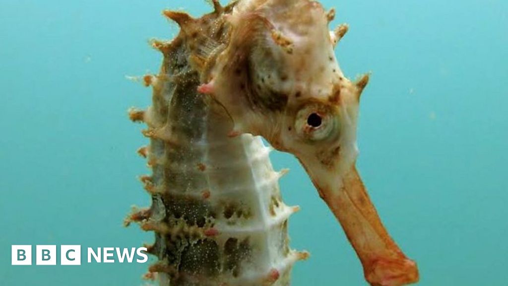 Paul Ferber has swapped a life of fighting crime to saving seahorses ...