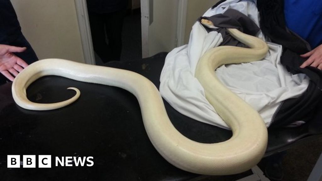 Burmese python found on Guisborough country lane - BBC News