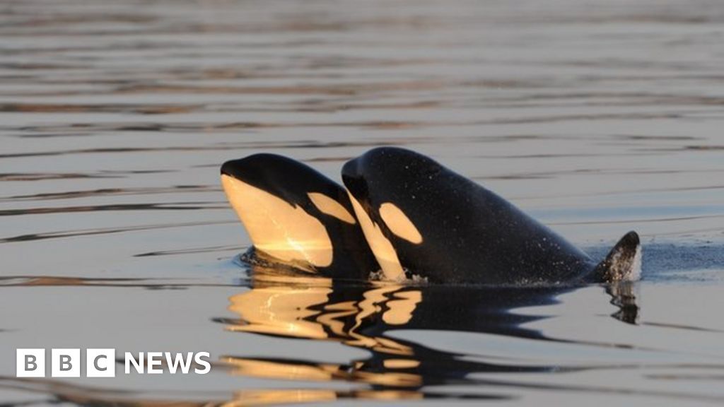 Orcas reveal the origin of menopause - BBC News