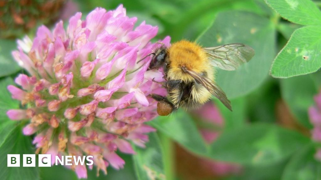 Flower-rich habitat boosts survival for bumblebees - BBC News