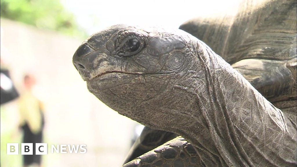 Missing Japanese tortoise found - BBC News
