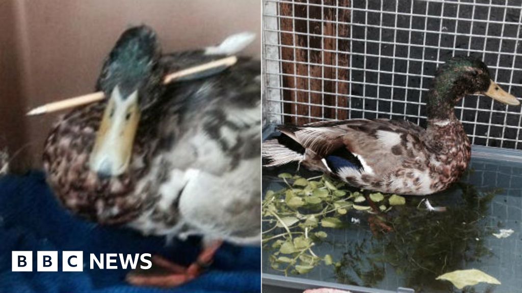Crossbow bolt duck 'Usain' released back into the wild - BBC News