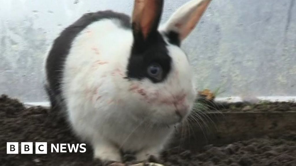 Flying rabbit Bumper rescued after storm - BBC News