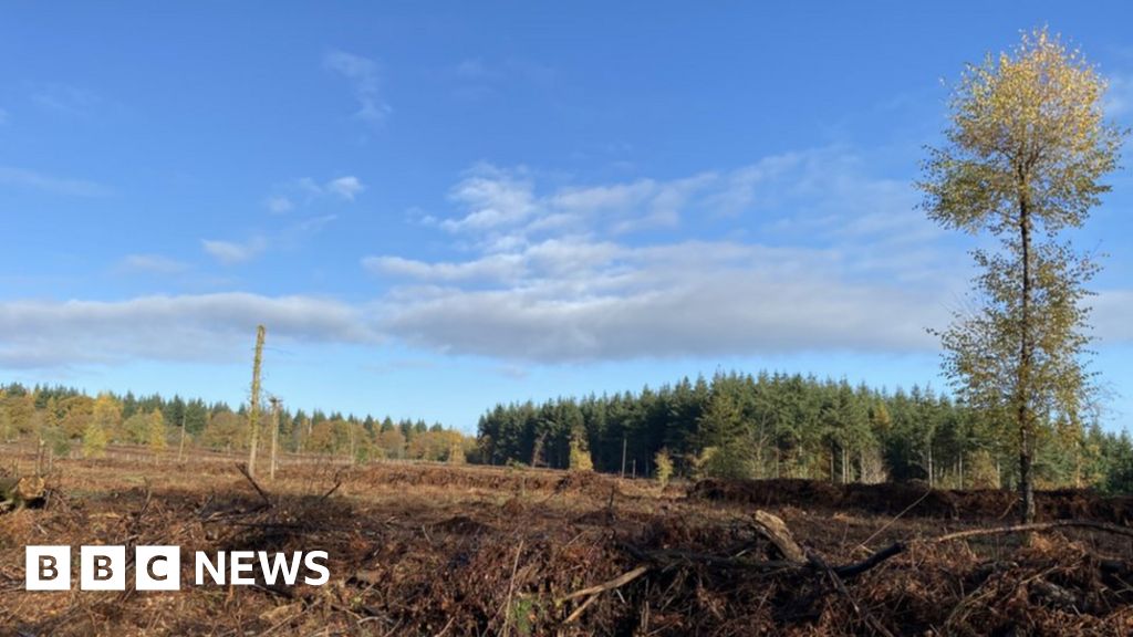 Phytophthora Ramorum: Thousands of Forest of Dean trees felled - BBC News