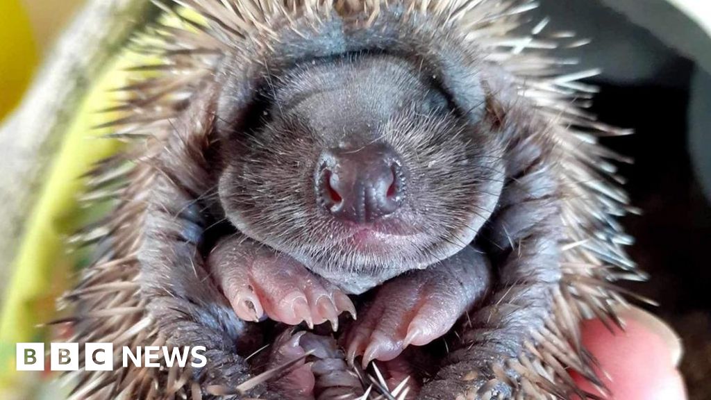 Hedgehog reunited with hoglets in 'extraordinary' event in Lincoln ...