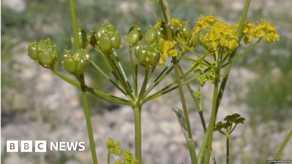 Treasure trove of new plant discoveries revealed - BBC News