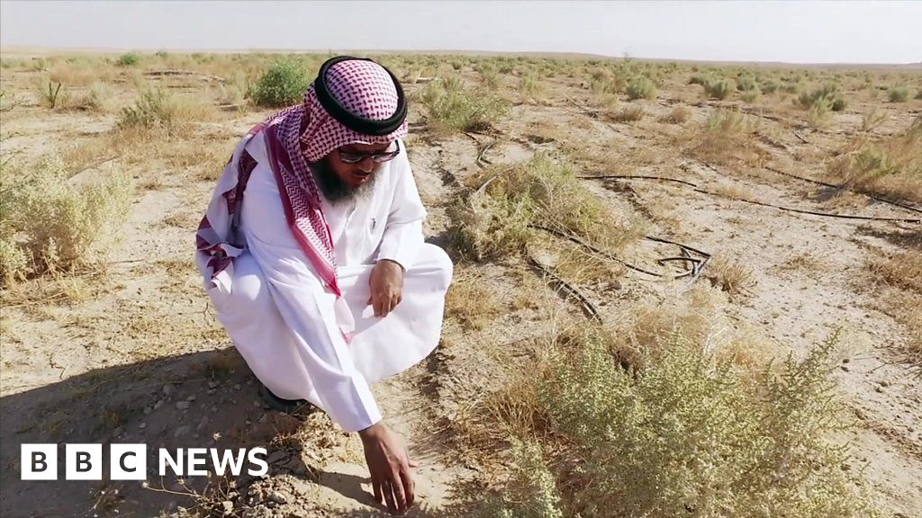 Kuwait: How plants can lessen the impact of dust storms - BBC News