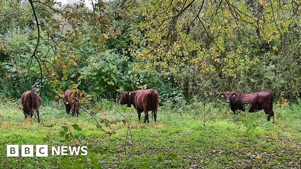 Cows graze Cambridge nature reserve to help biodiversity - BBC News