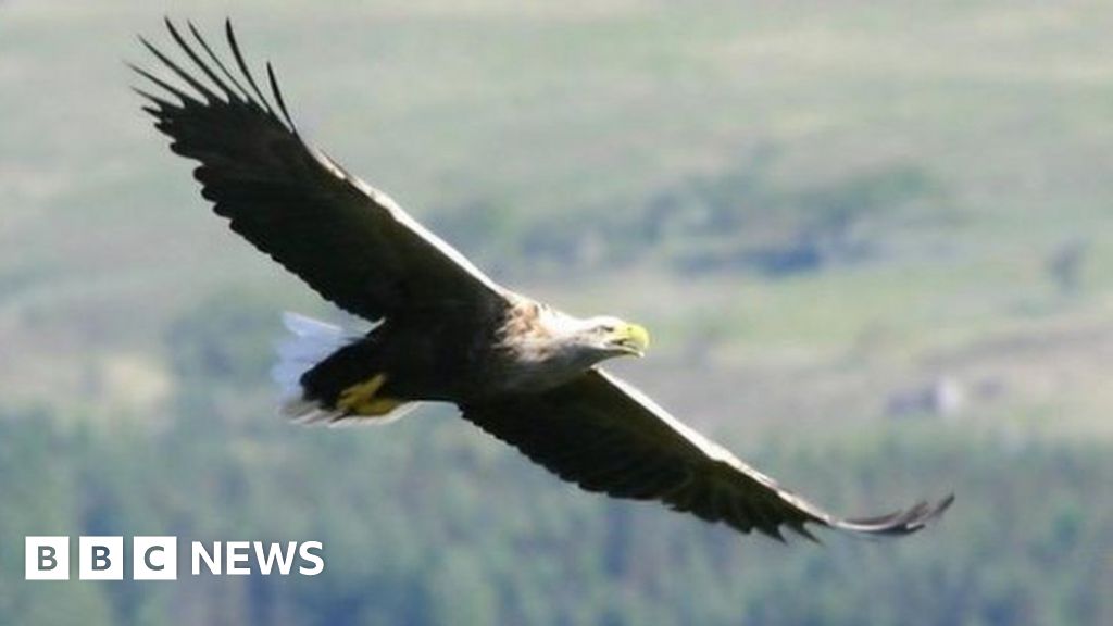 Scottish trials to stop sea eagles stealing lambs - BBC News