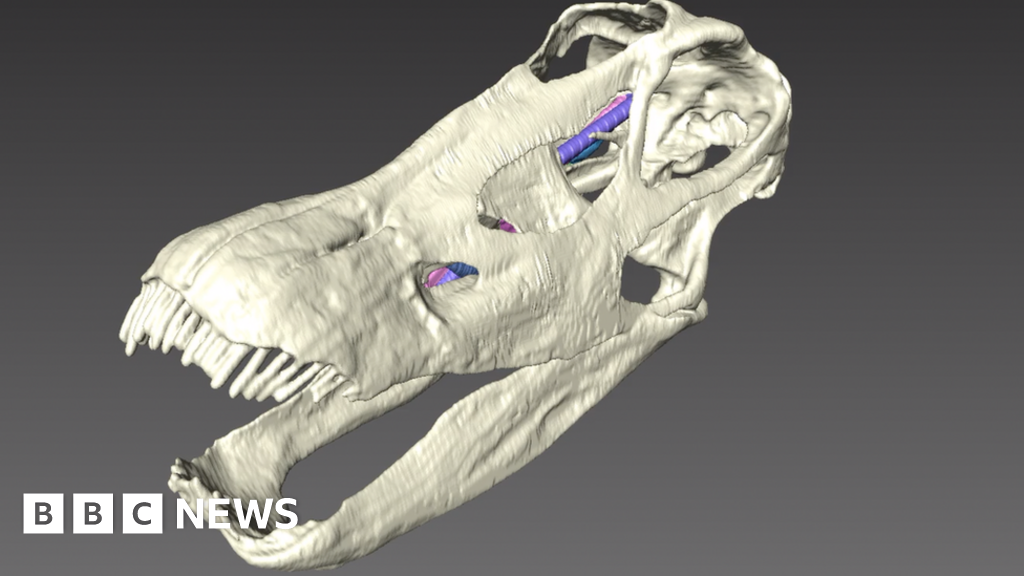 'Digital museum' brings millions of fossils out of the dark - BBC News