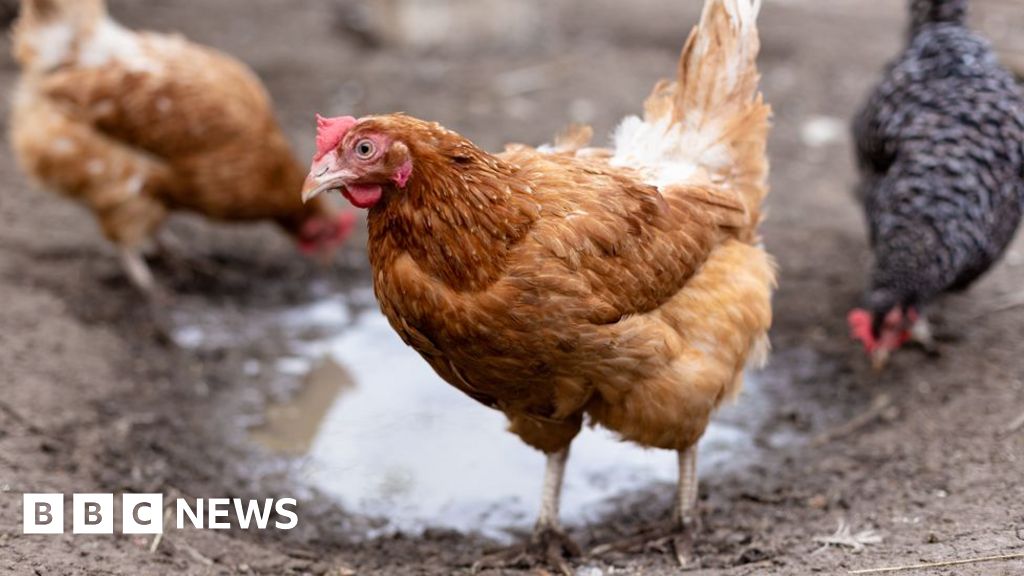 Flock of poultry in Aberdeenshire tests positive for bird flu