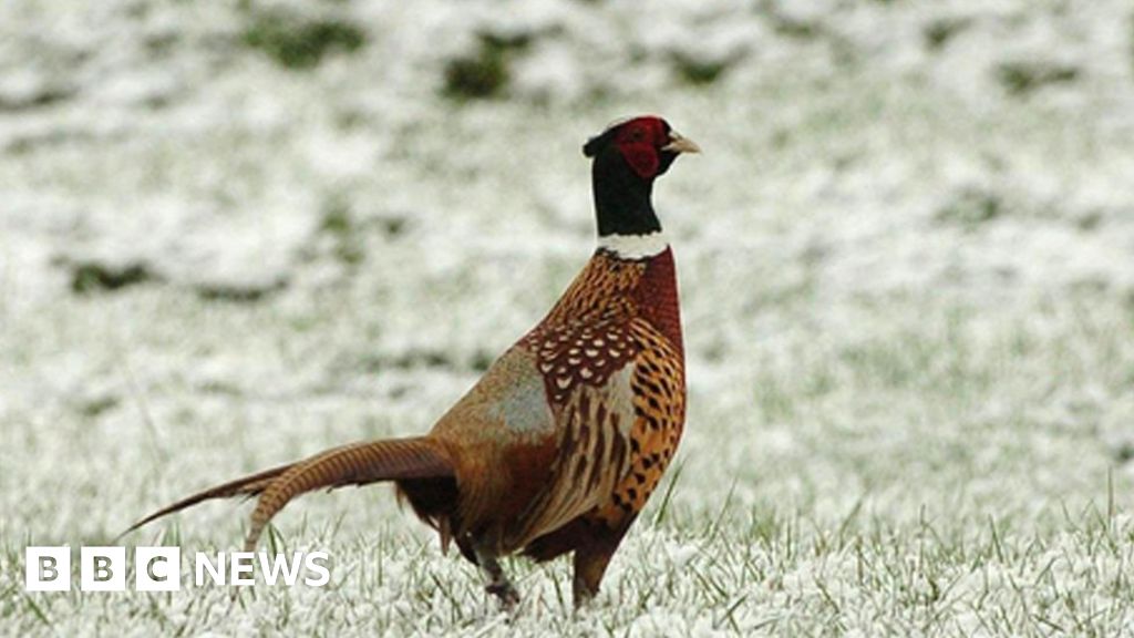 Disruption after Inverness to Aberdeen train hits pheasant - BBC News