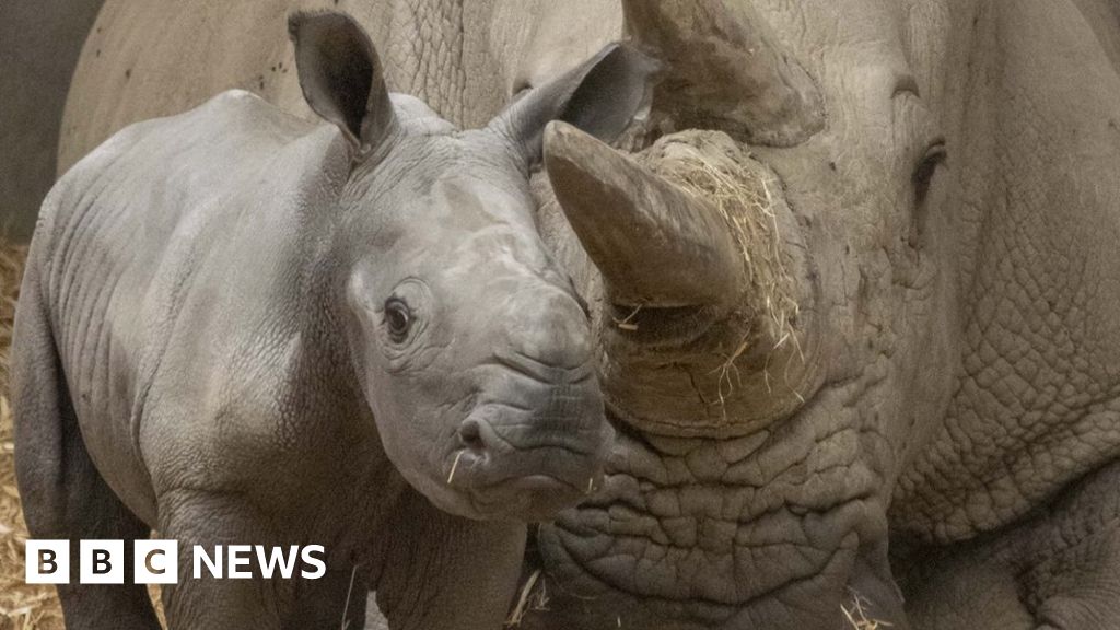 Knowsley Safari Park welcomes birth of rare white rhino - BBC News