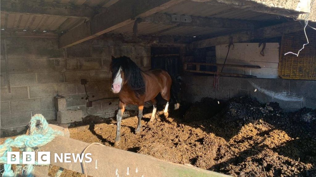 Horses among hundreds of animals rescued in 'harrowing conditions ...