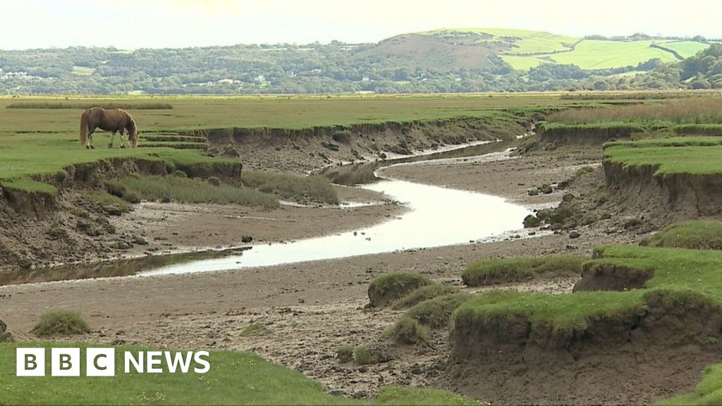 Climate change: Wales' sea grass and salt marshes 'vital'
