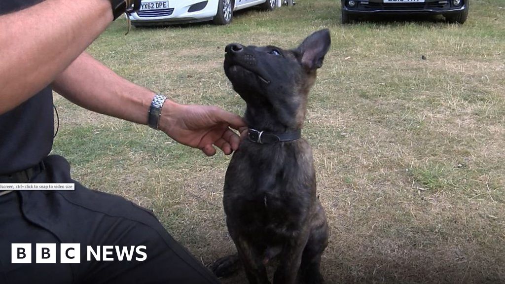 Humberside Police trains new canine recruits for its 'expanding' dog unit