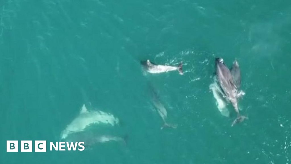 Wales and dolphins! Pod spotted off Llyn Peninsula - BBC News