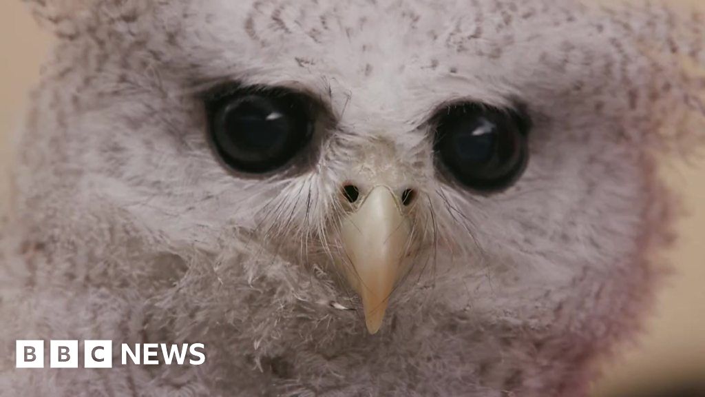 Has Harry Potter cursed these owls? - BBC News
