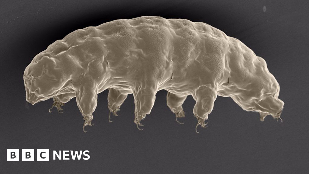 Meet the tardigrades - BBC News