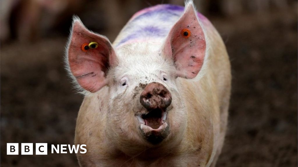 Ethics debate as pig brains kept alive without a body - BBC News