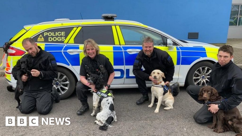 Rescue dogs begin new life with Gloucestershire police - BBC News