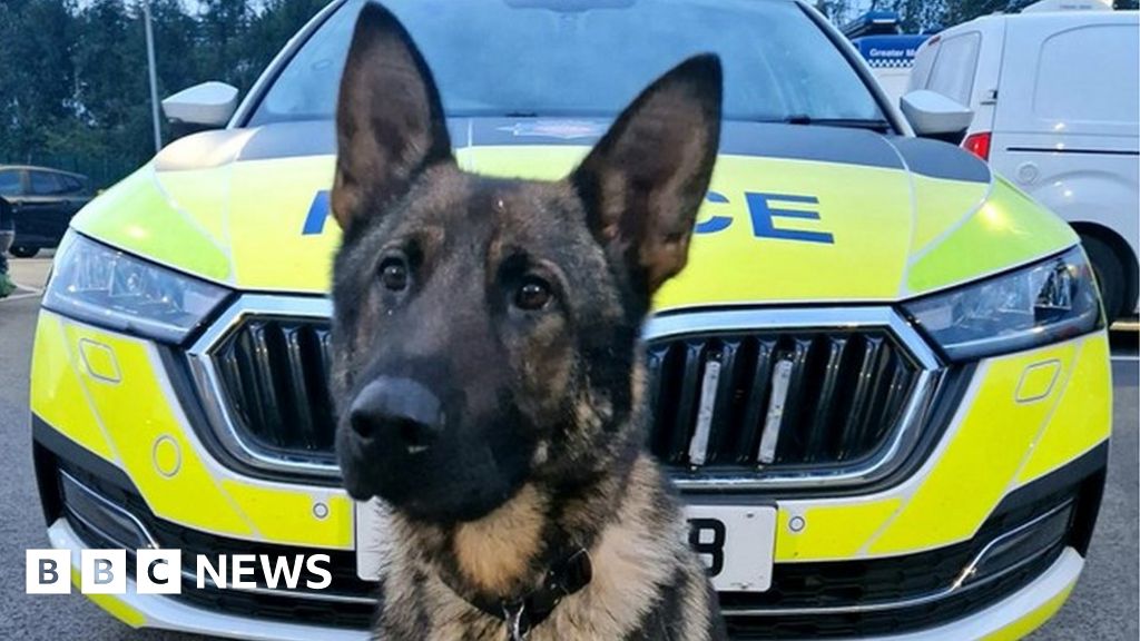 Manchester police dog tracks suspect to children's playground - BBC News