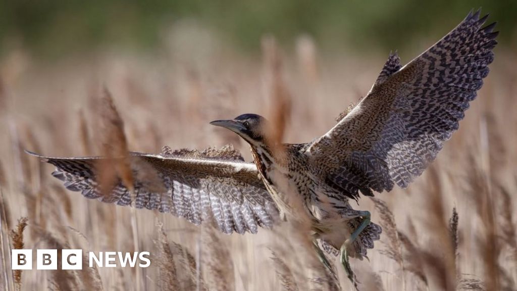 National Trust's Wicken Fen reserve joins European 'rewilding' network