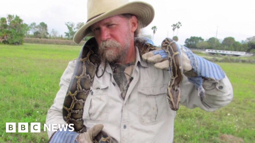 Hunting Florida's Burmese pythons - BBC News