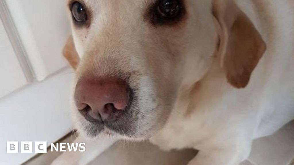 Choking dog given CPR by off-duty police officer - BBC News